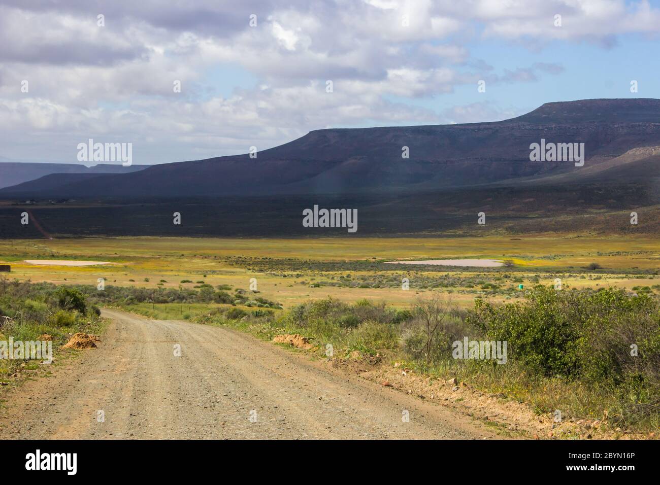Wild flowers nature veld hi-res stock photography and images - Alamy