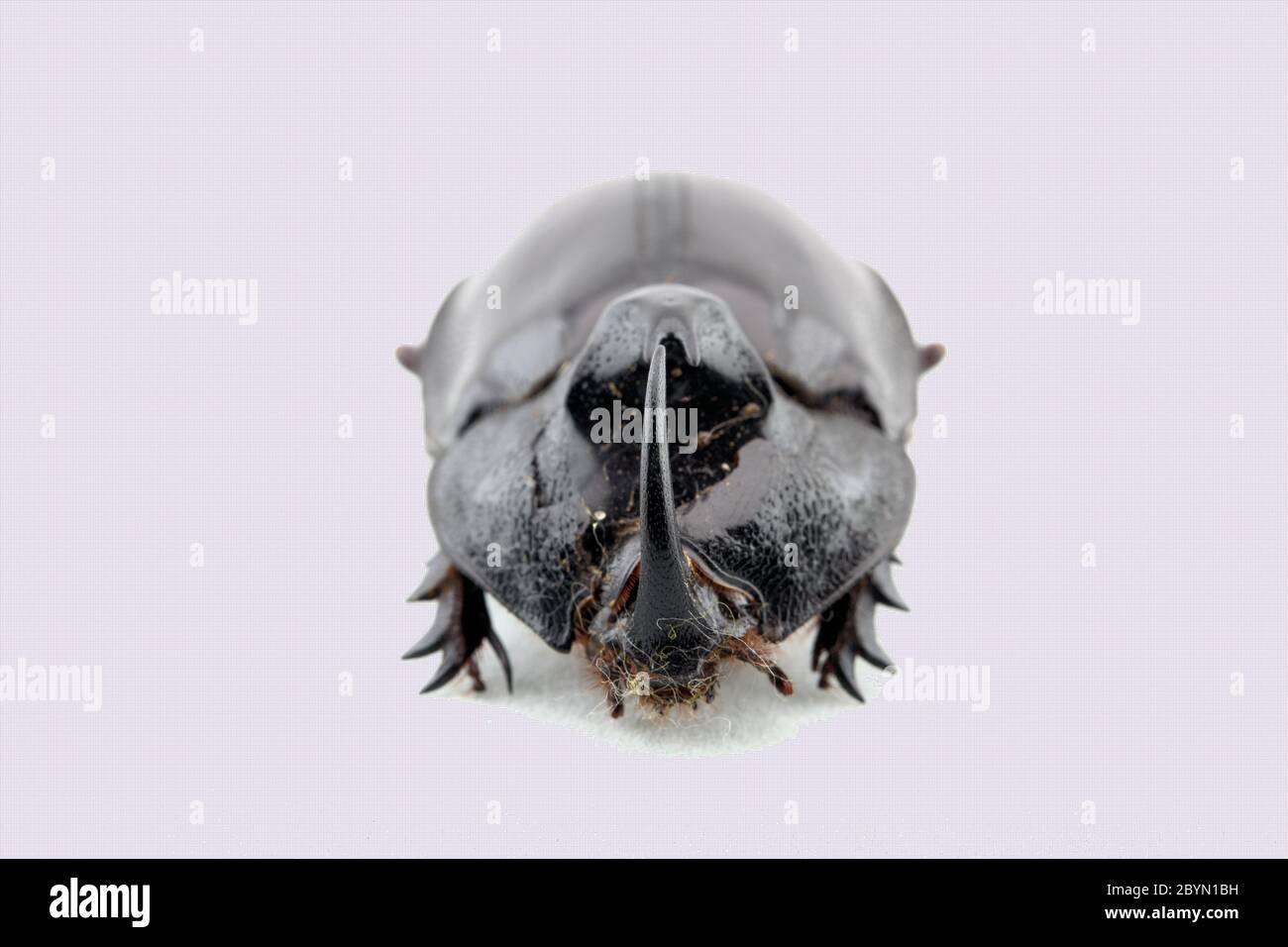 Rhino bugs hi-res stock photography and images - Alamy