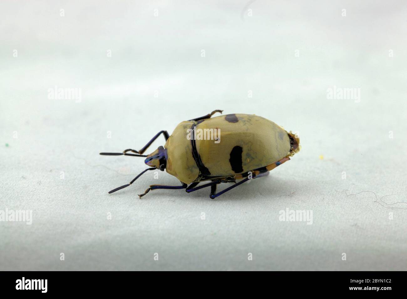 Skull face shield bug hi-res stock photography and images - Alamy