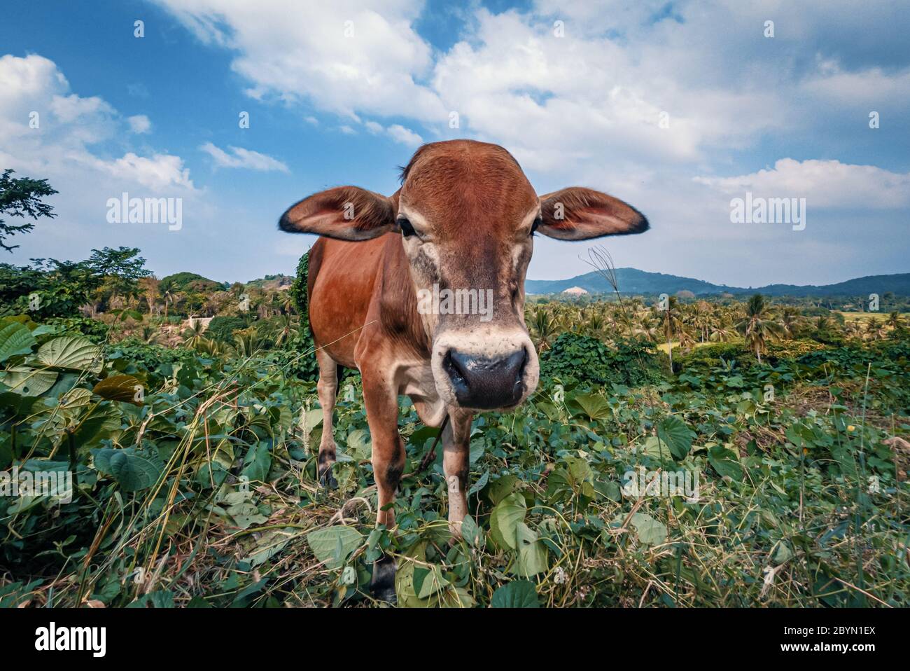 Portrait of thin brown cow looking at the camera. Palawan, Philippines ...
