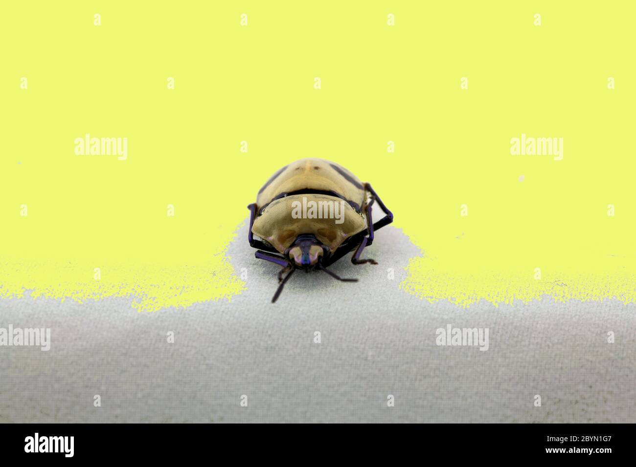 SKULL FACE SHIELD BUG Stock Photo - Alamy