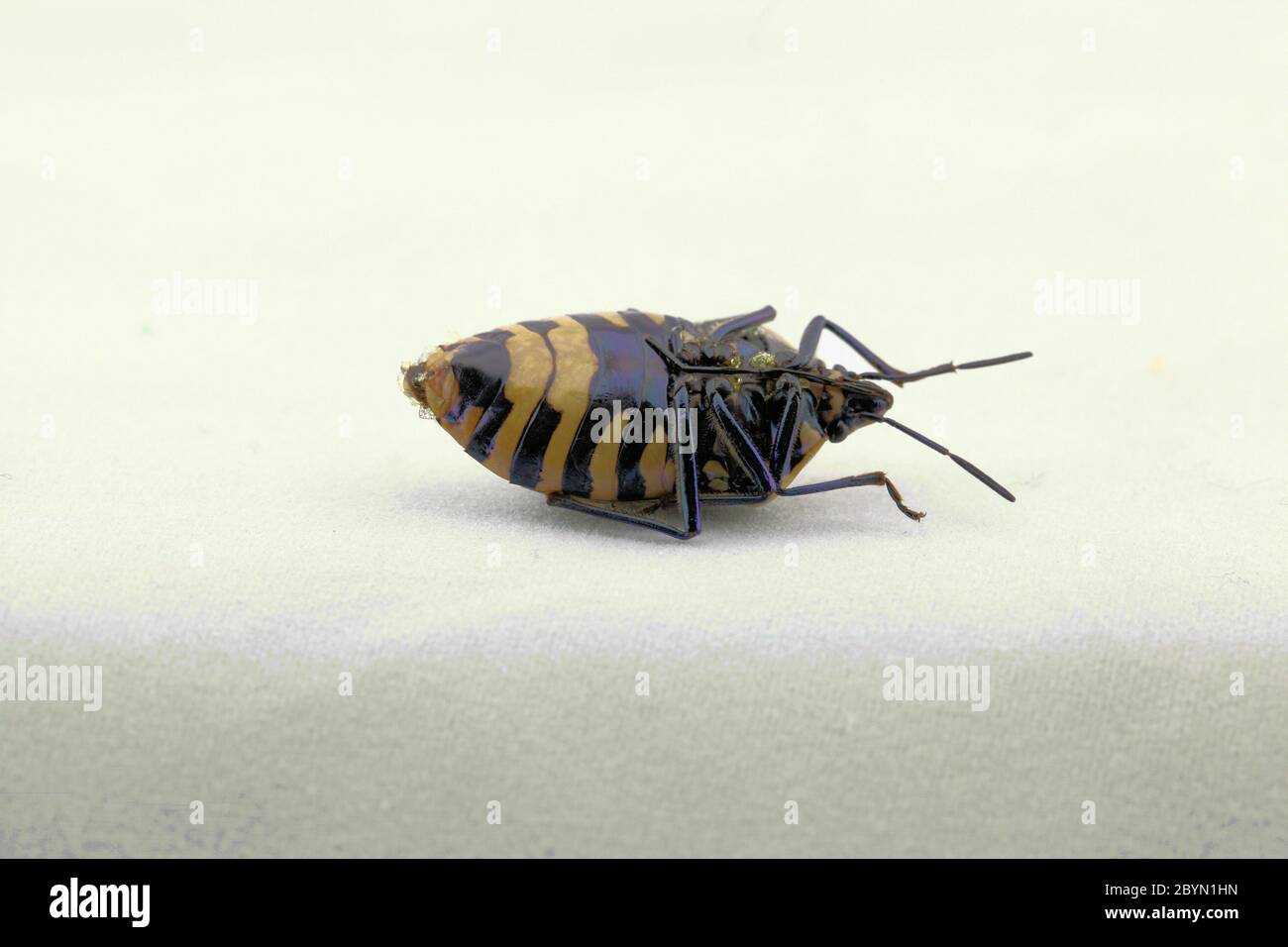 SKULL FACE SHIELD BUG Stock Photo - Alamy