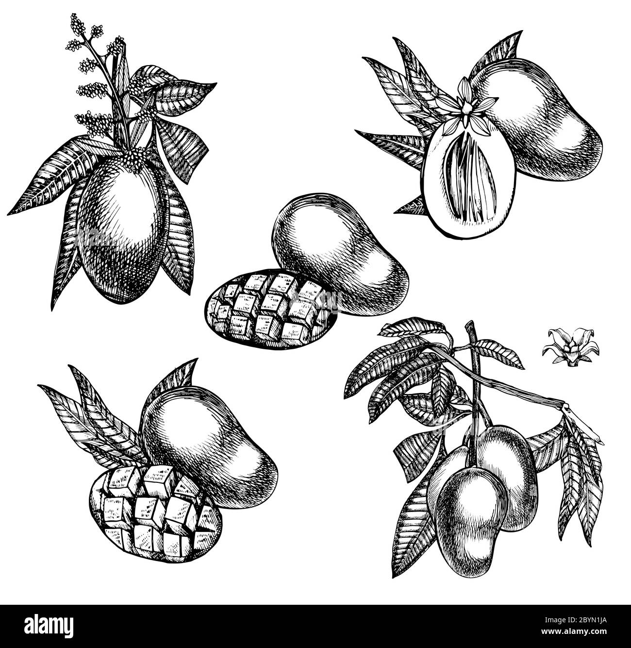 Set of Mango tree vintage design template. Botanical mango fruit ...
