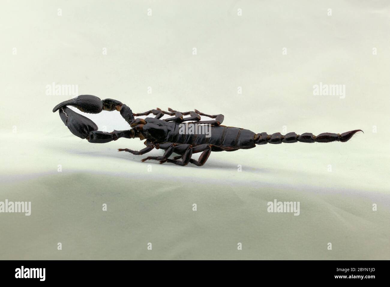 GIANT FOREST SCORPION Stock Photo - Alamy