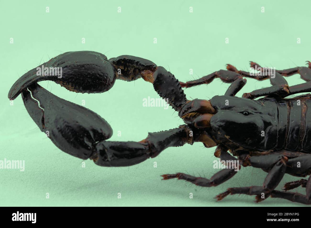 GIANT FOREST SCORPION Stock Photo - Alamy