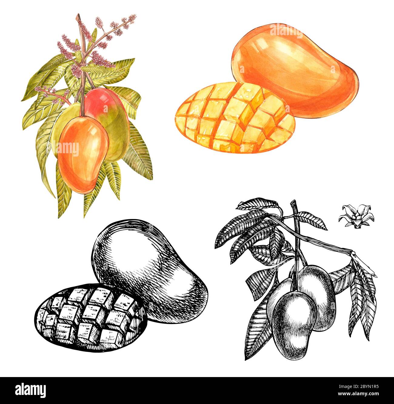 Set of Watercolor botanical illustration. Mango Fruit and flowers ...