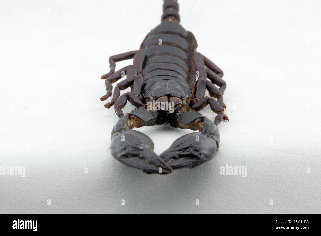 GIANT FOREST SCORPION Stock Photo - Alamy