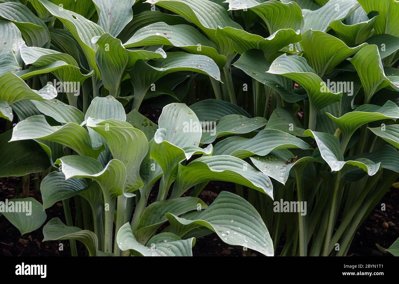 Krossa regal hosta hi-res stock photography and images - Alamy