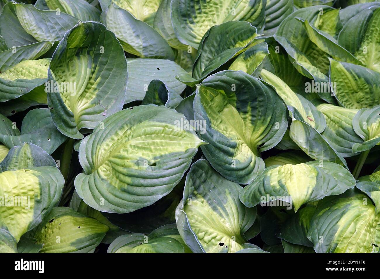 Hosta Captain Kirk Hostas leaves Stock Photo - Alamy