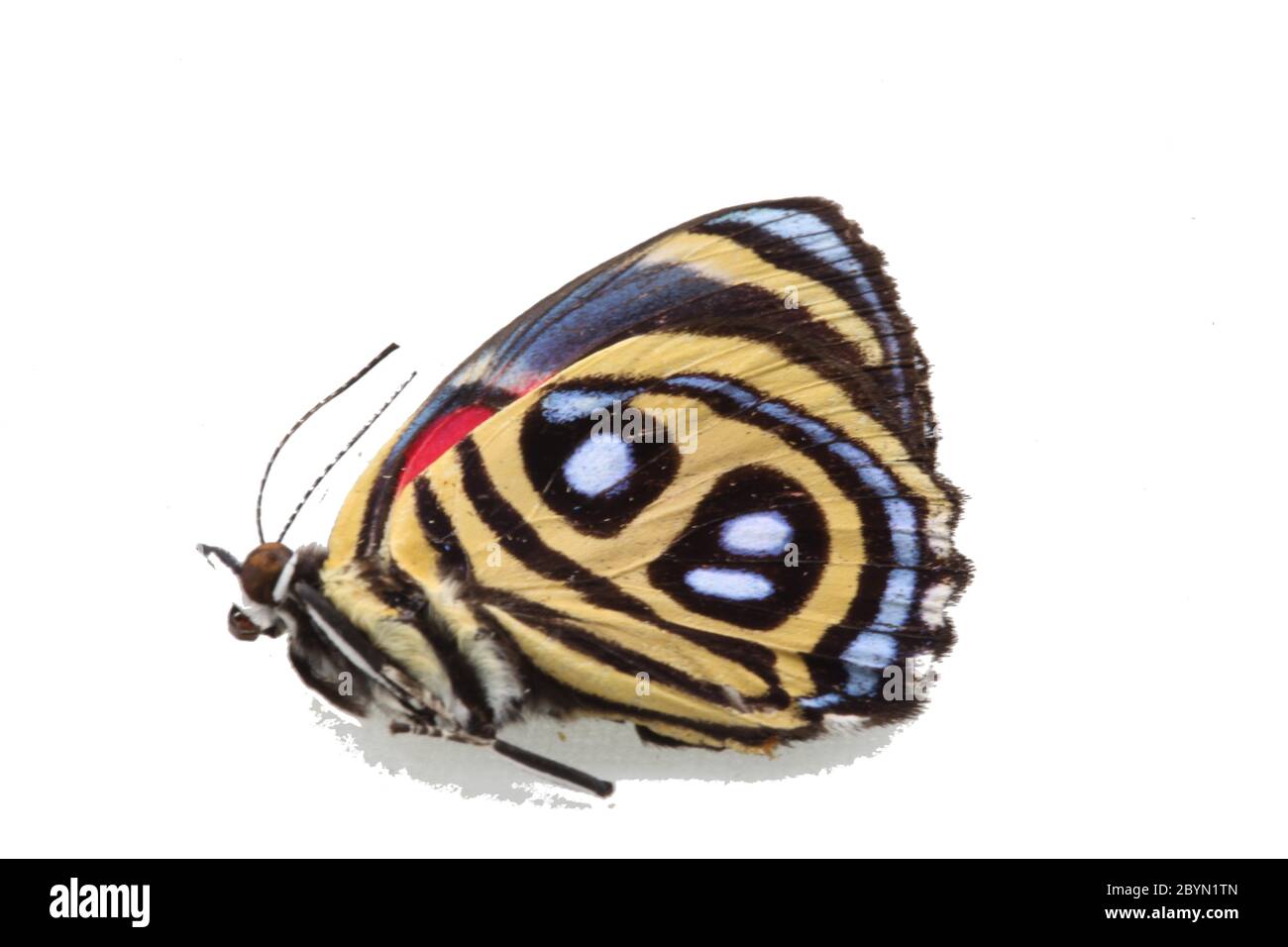 Paulogramma hi-res stock photography and images - Alamy