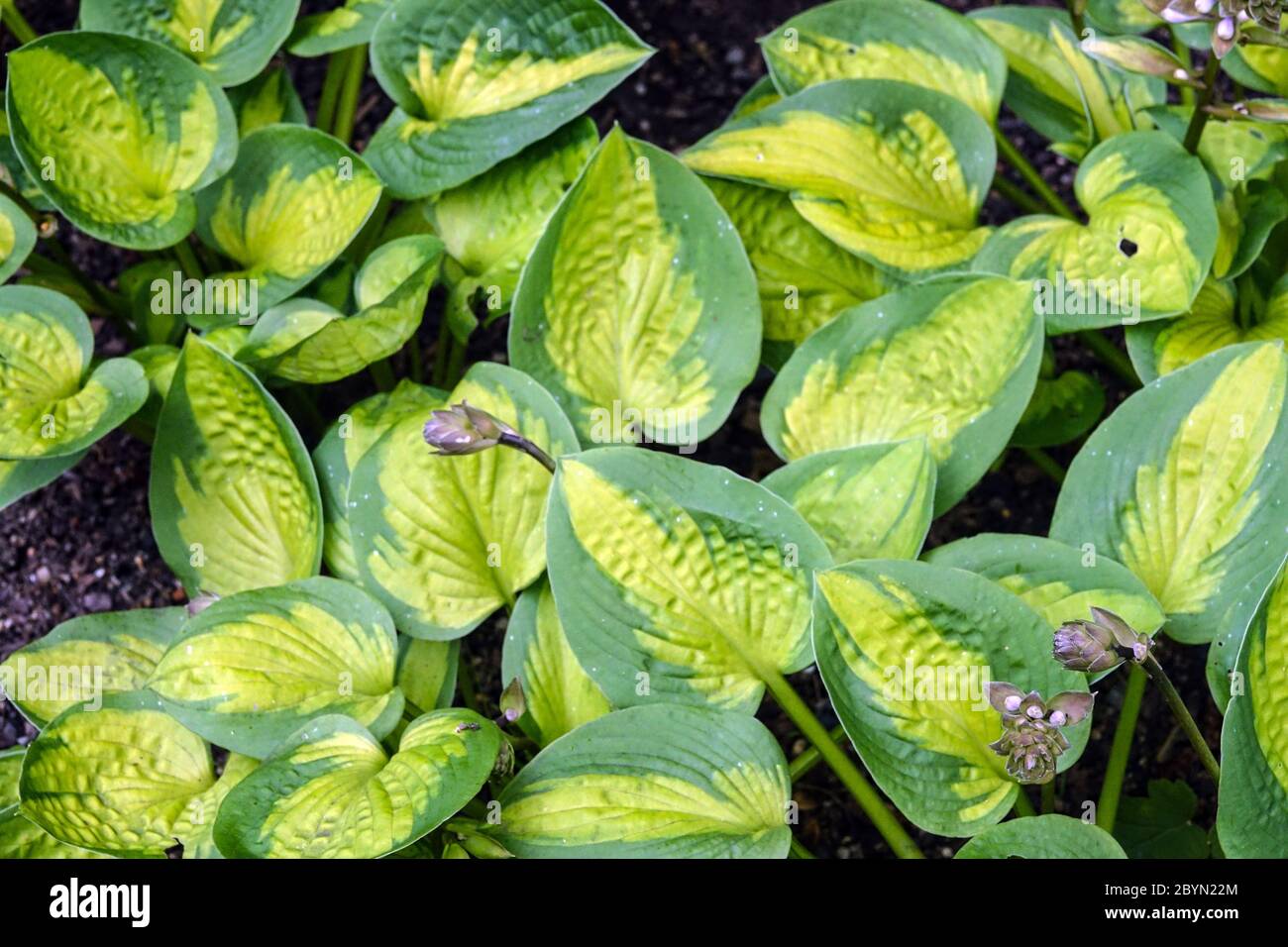 Variegated perennial groundcover plant hi-res stock photography and ...