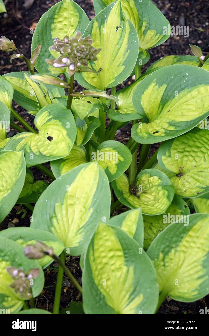 Hosta Little Sunspot Stock Photo - Alamy