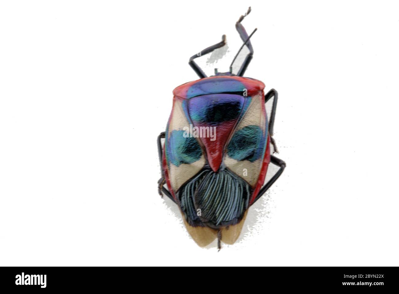 RED MASK SKULL FACE SHIELD BUG Stock Photo - Alamy