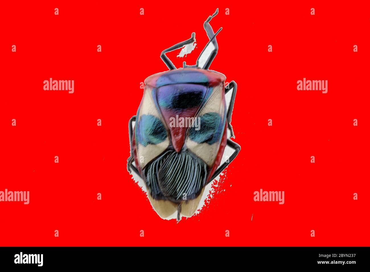 RED MASK SKULL FACE SHIELD BUG Stock Photo - Alamy