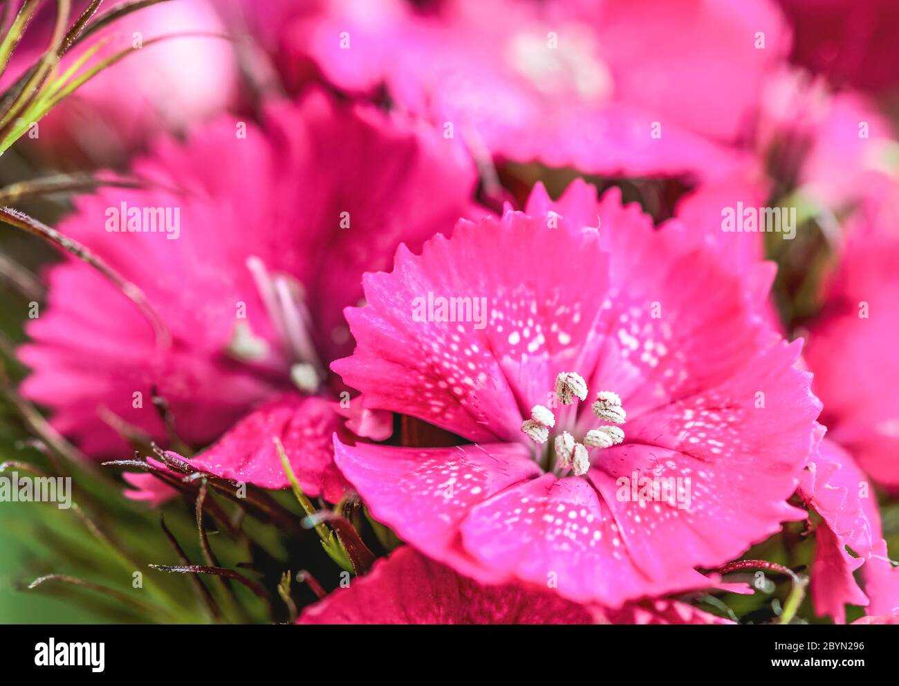 Purple color of Turkish carnation flower, macro. Bearded clove, or ...
