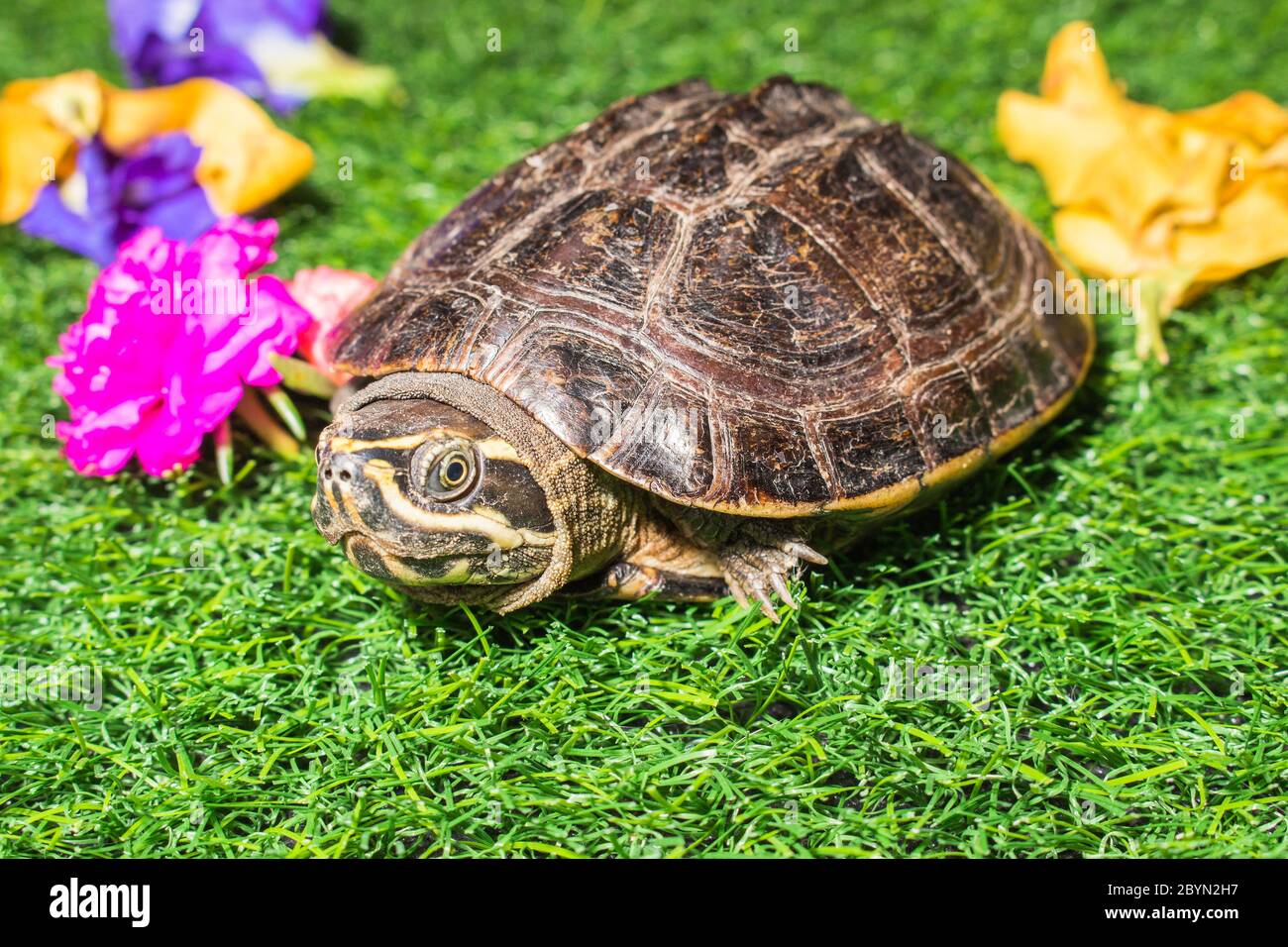 turtle on green grass texture background eco concept, asia, thailand ...