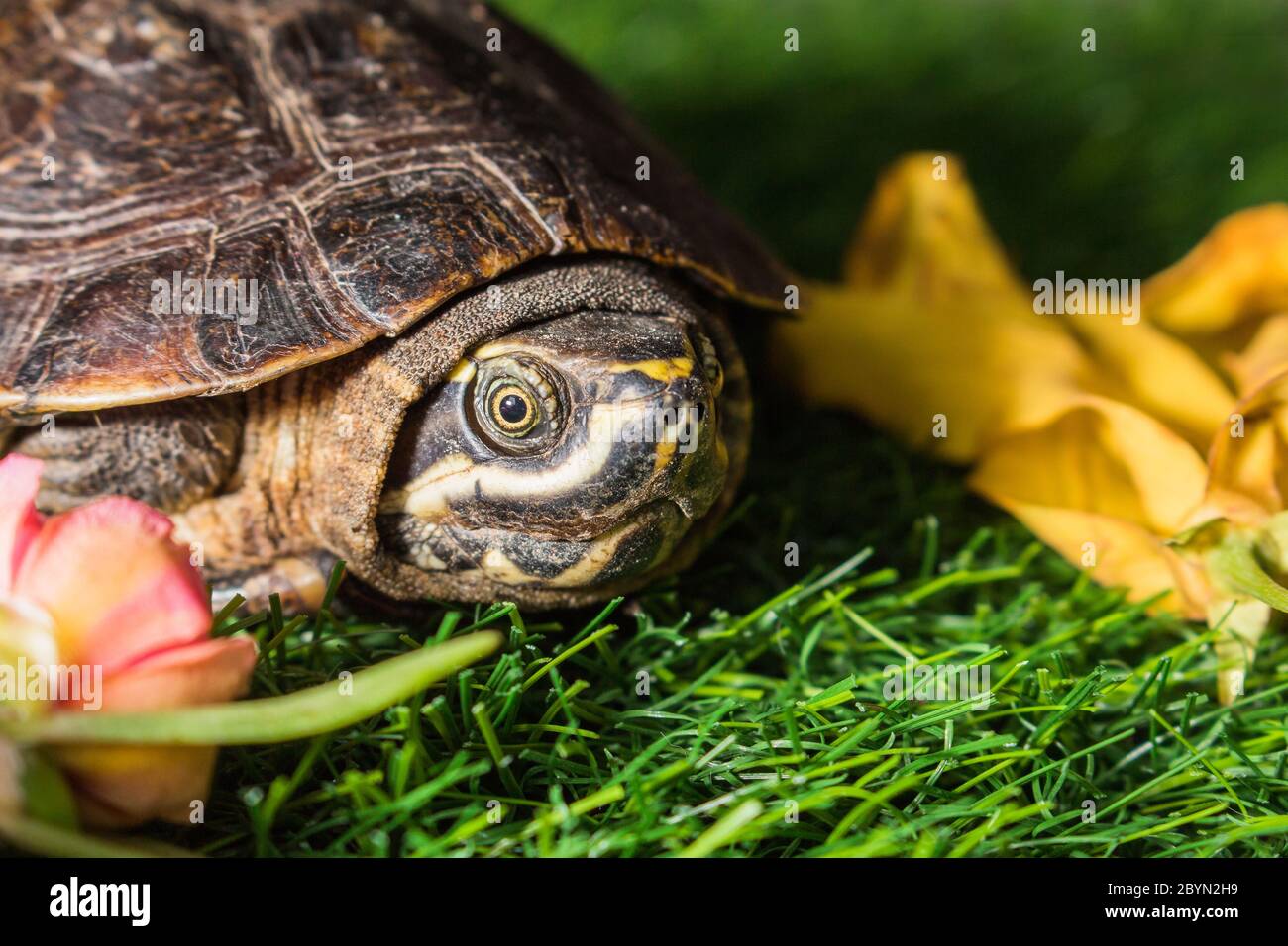 turtle on green grass texture background eco concept, asia, thailand ...