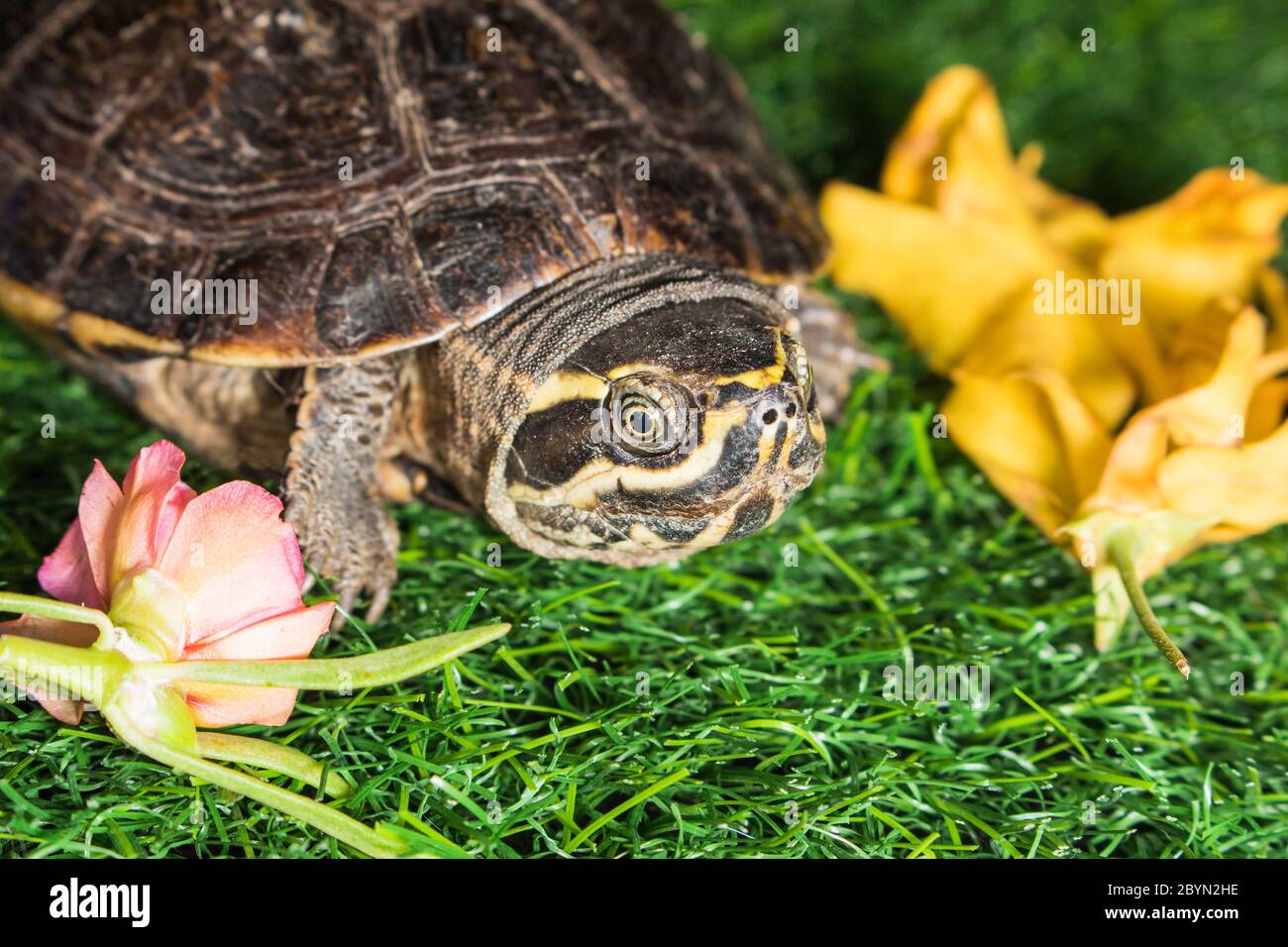 turtle on green grass texture background eco concept, asia, thailand ...