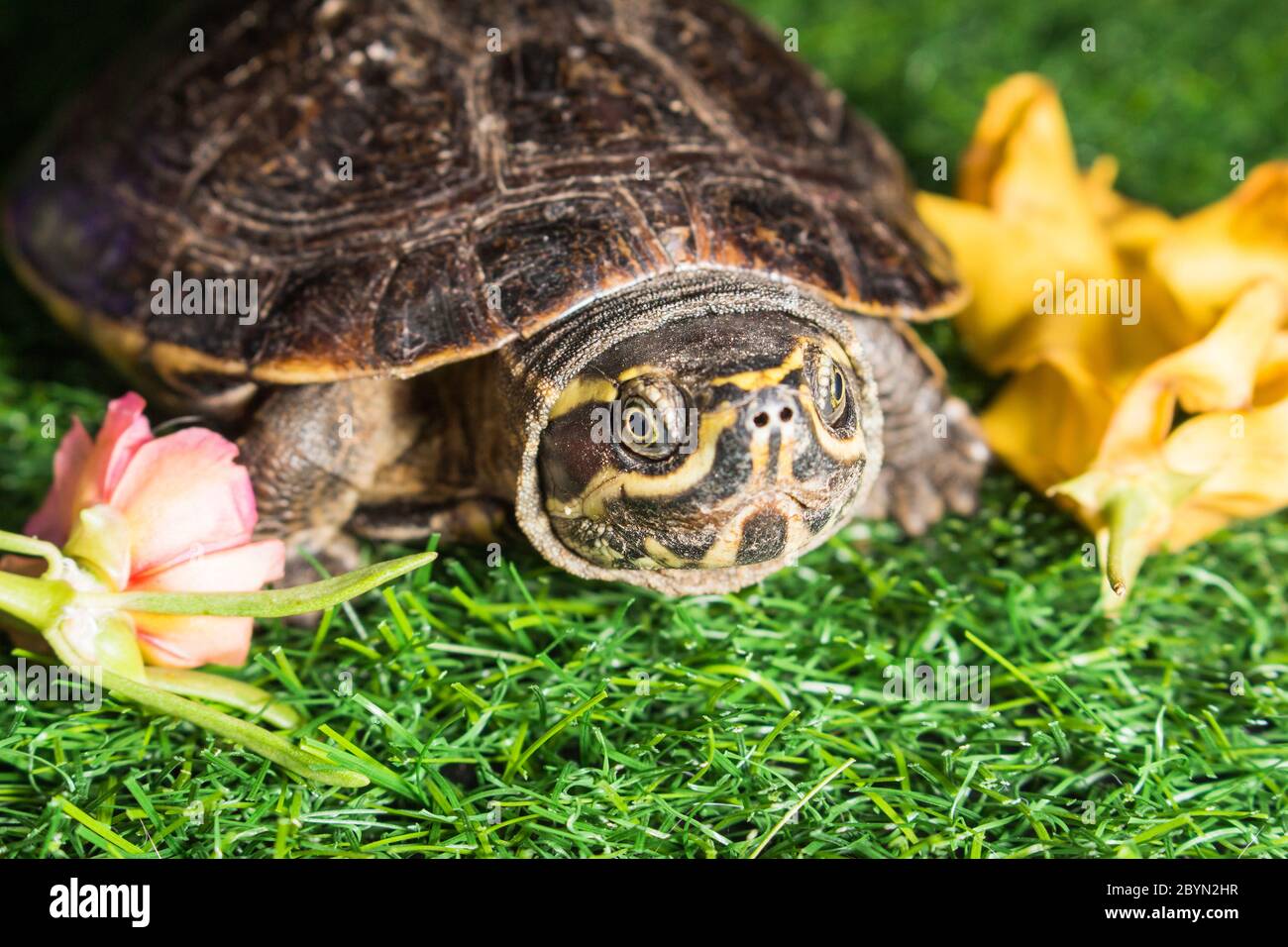 turtle on green grass texture background eco concept, asia, thailand ...