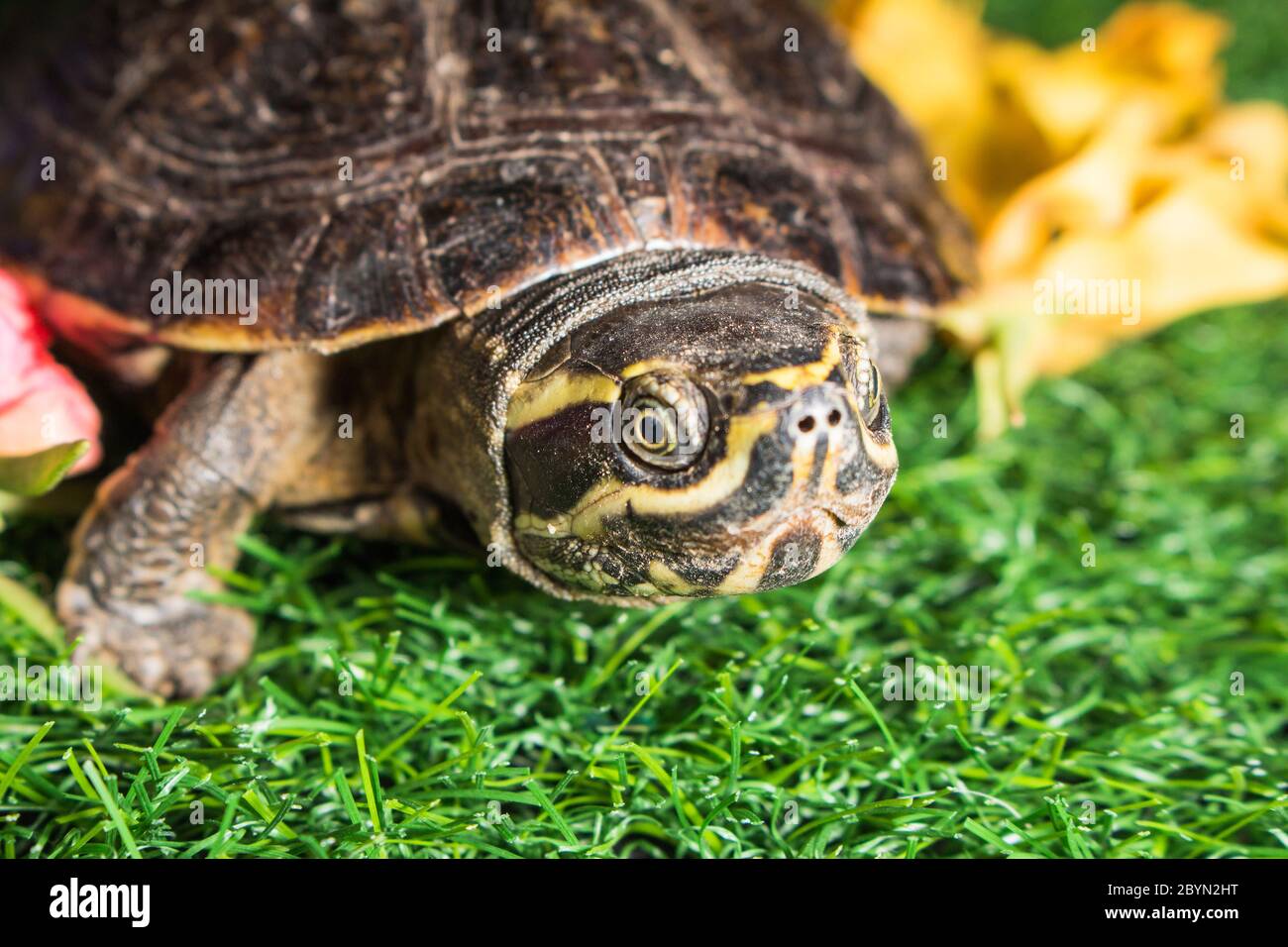 turtle on green grass texture background eco concept, asia, thailand ...