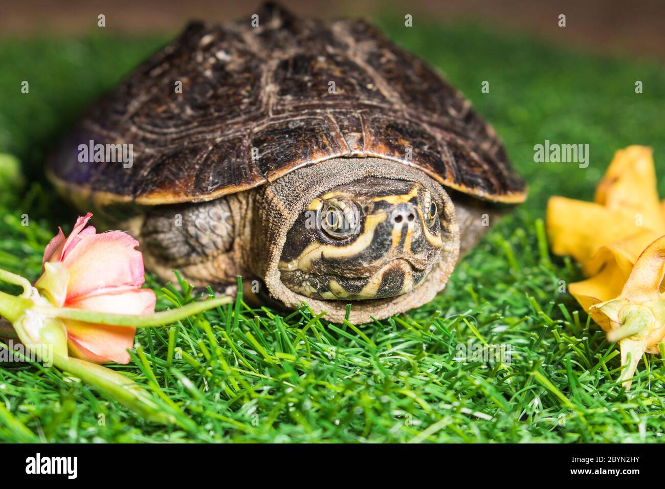 turtle on green grass texture background eco concept, asia, thailand ...