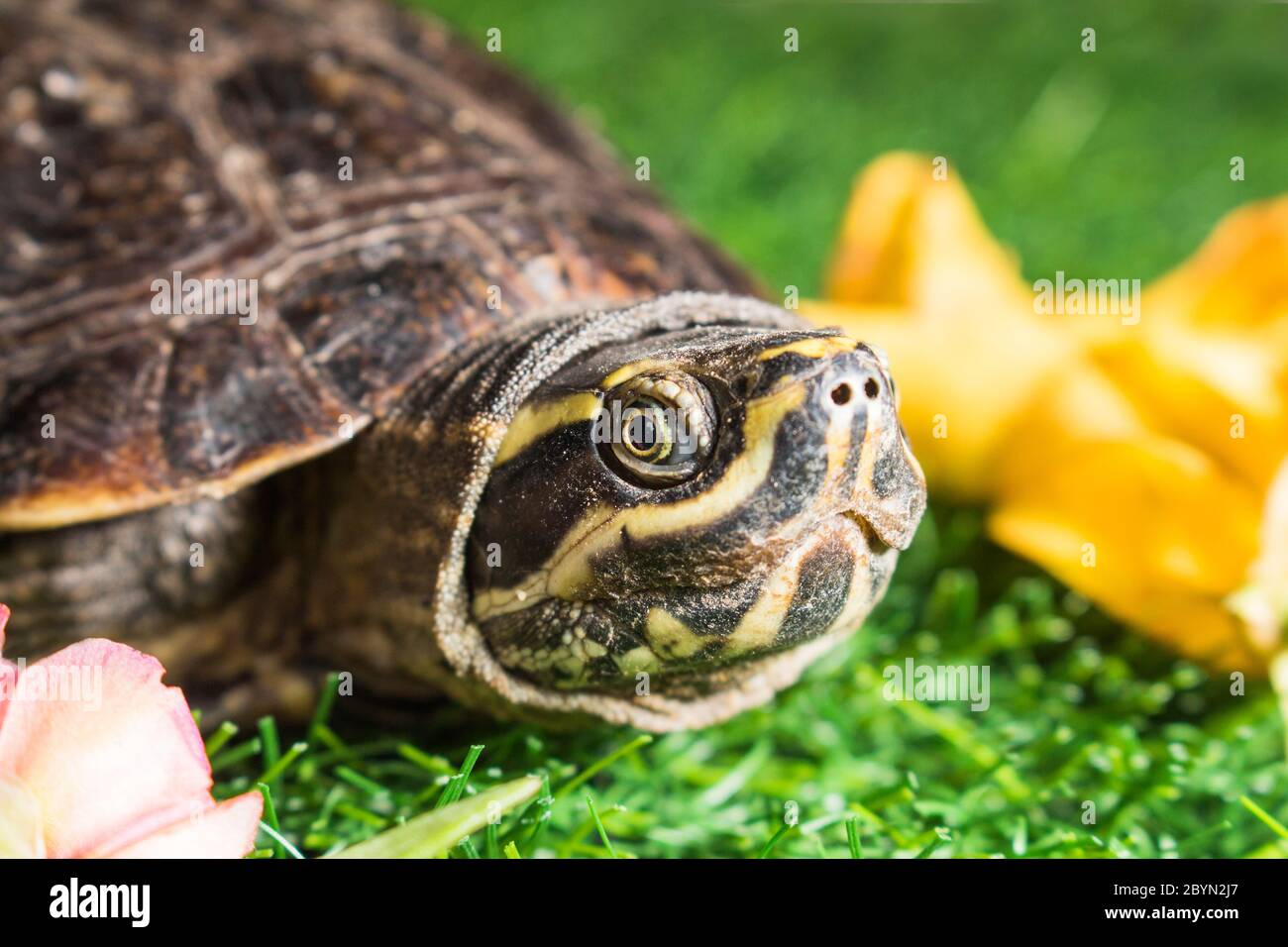turtle on green grass texture background eco concept, asia, thailand ...