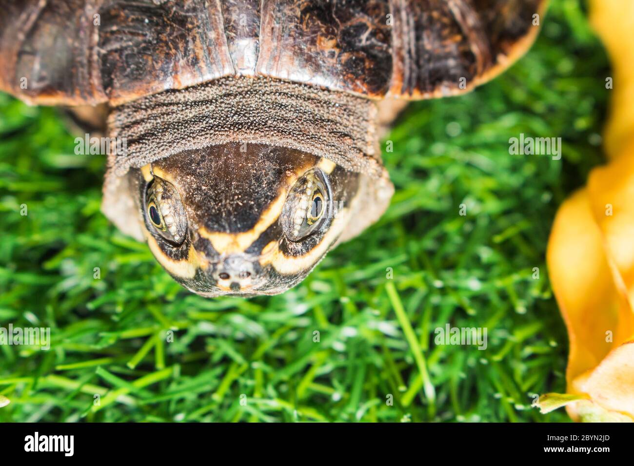 turtle on green grass texture background eco concept, asia, thailand ...