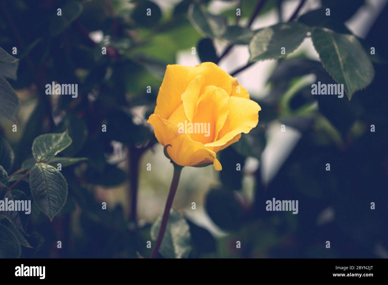 Close up of yellow rose flower isolated with background of green leaves ...