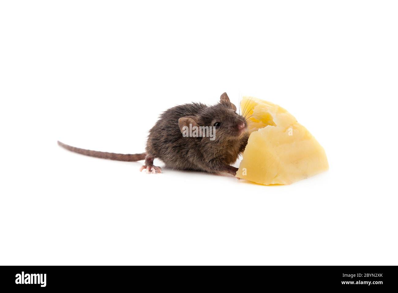 Smelling cheese Cut Out Stock Images & Pictures - Alamy