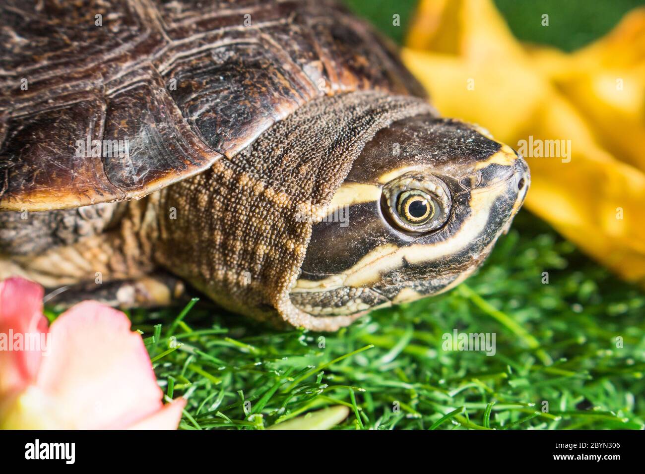 turtle on green grass texture background eco concept, asia, thailand ...