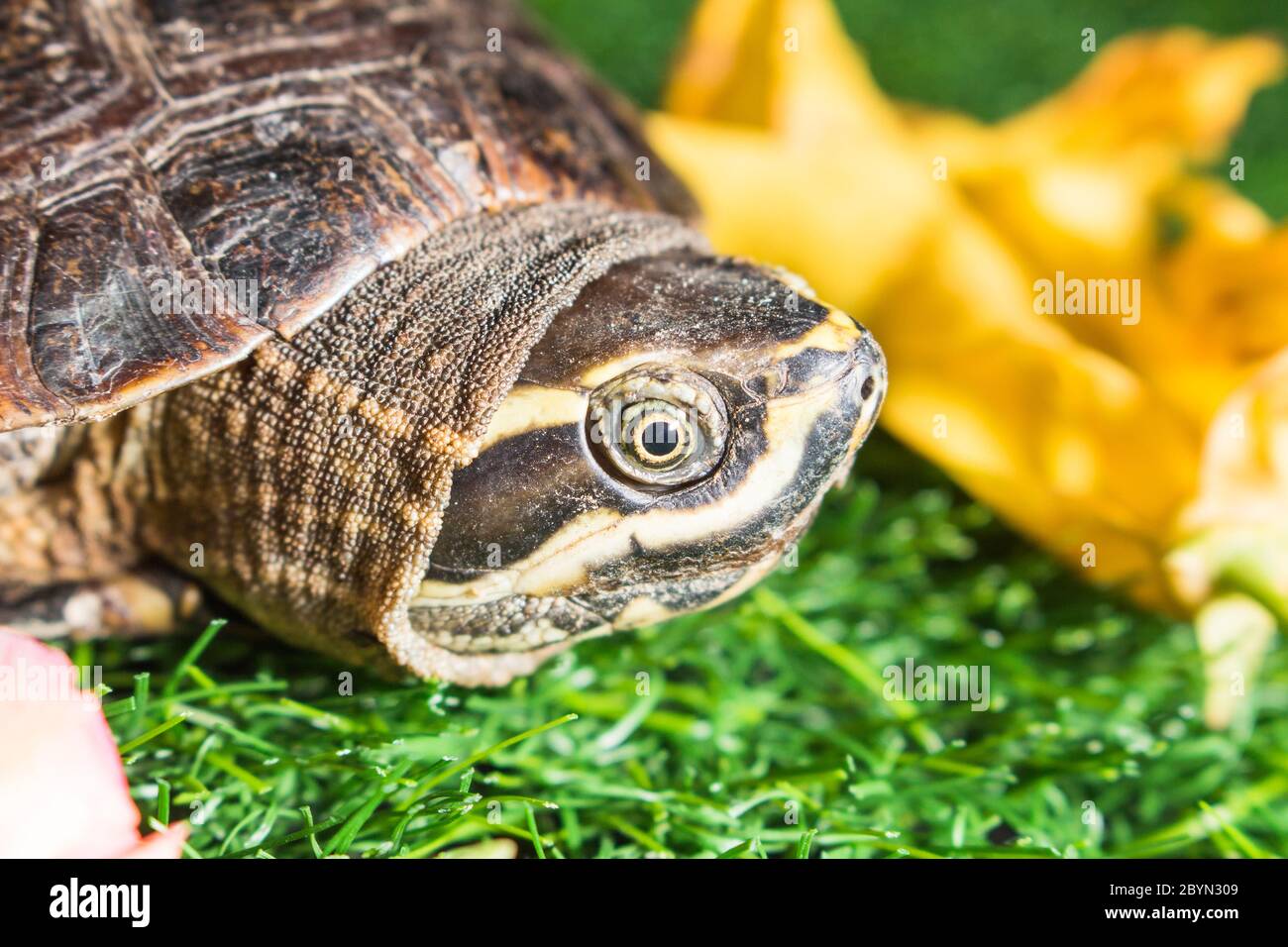 turtle on green grass texture background eco concept, asia, thailand ...