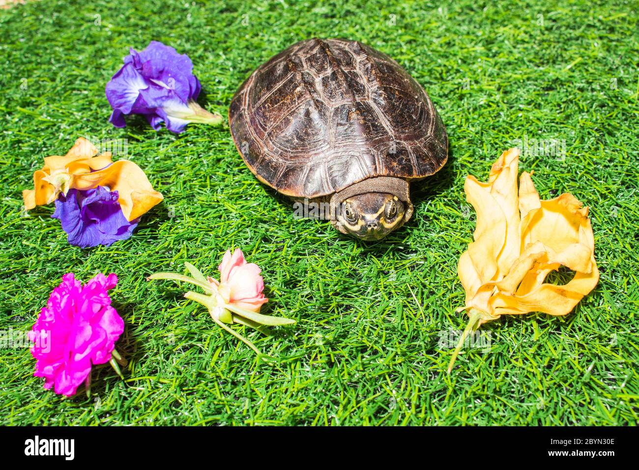 turtle on green grass texture background eco concept, asia, thailand ...