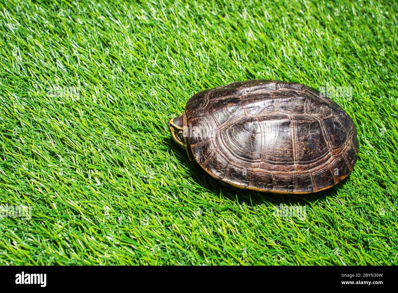 turtle on green grass texture background eco concept, asia, thailand ...