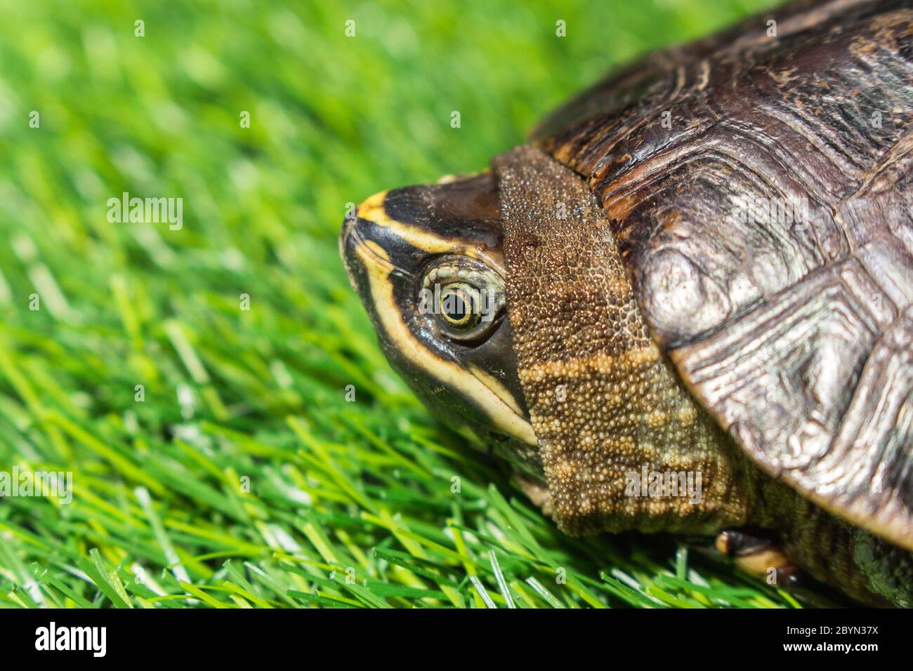 turtle on green grass texture background eco concept, asia, thailand ...