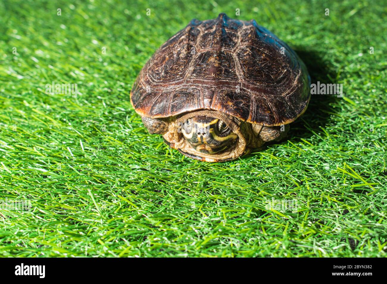 turtle on green grass texture background eco concept, asia, thailand ...