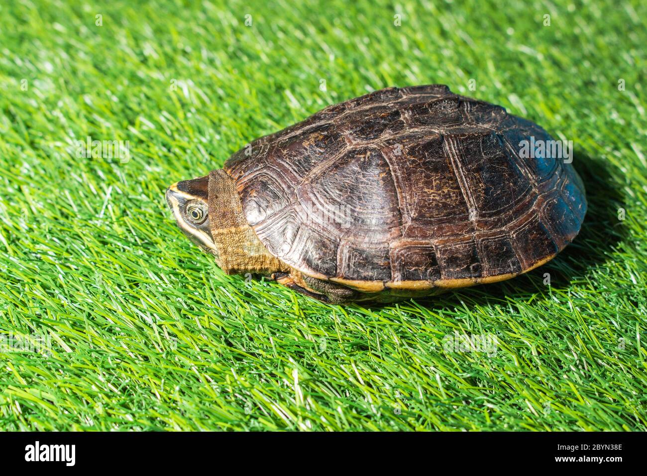 turtle on green grass texture background eco concept, asia, thailand ...