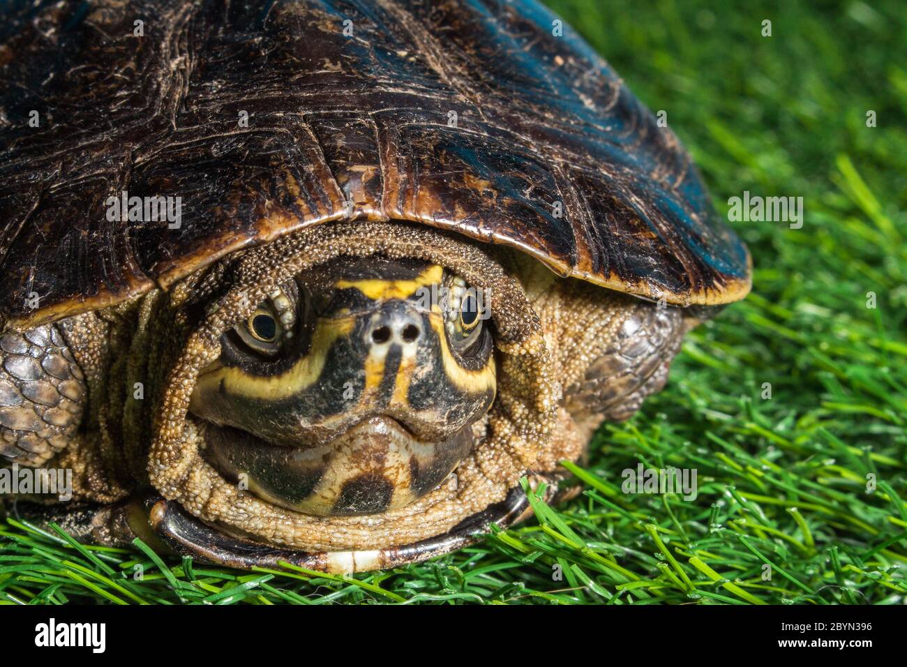 turtle on green grass texture background eco concept, asia, thailand ...