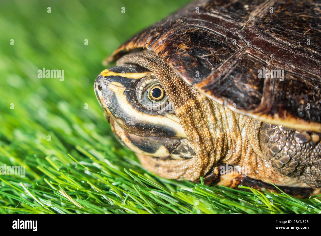 turtle on green grass texture background eco concept, asia, thailand ...