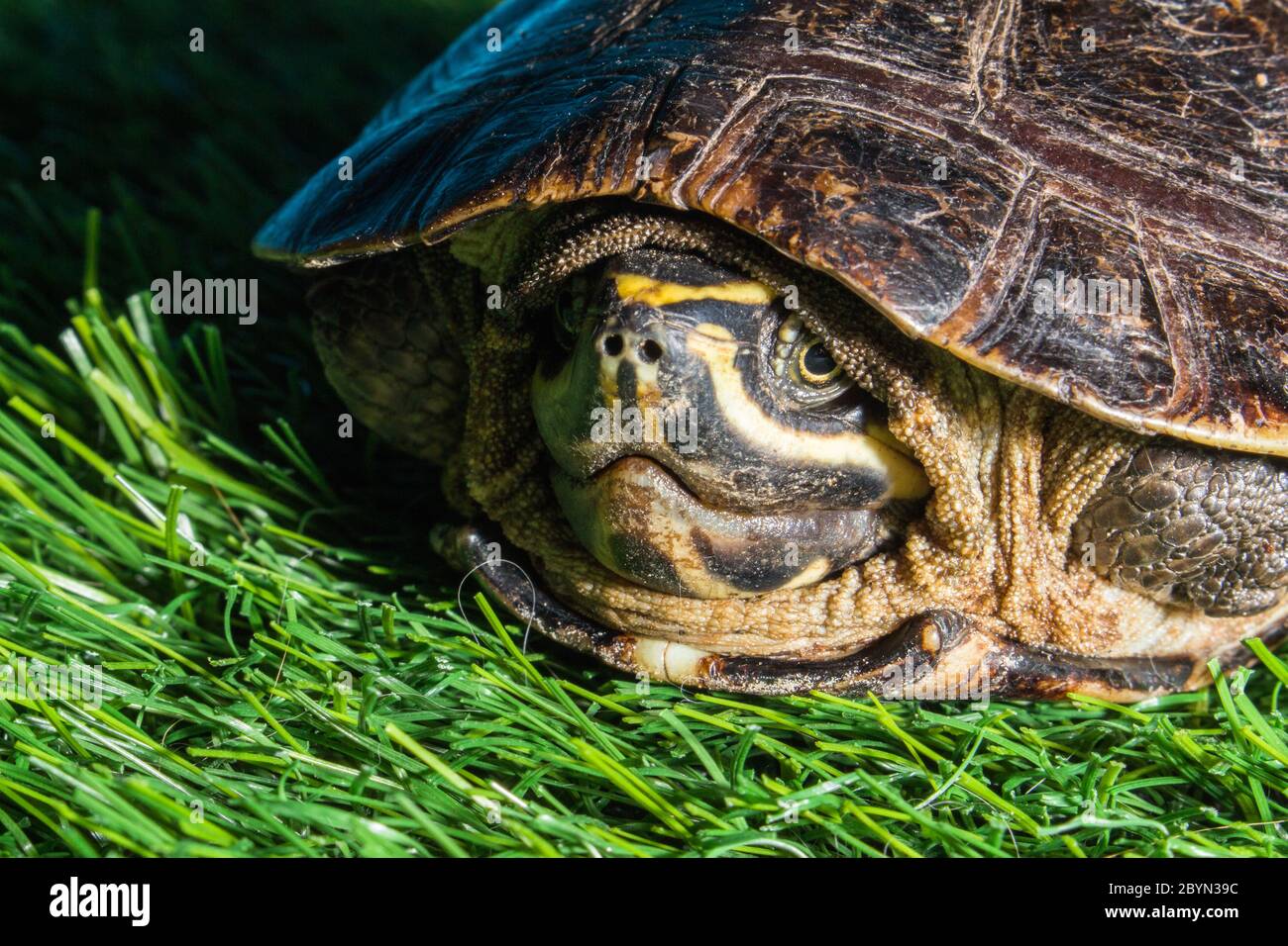 turtle on green grass texture background eco concept, asia, thailand ...