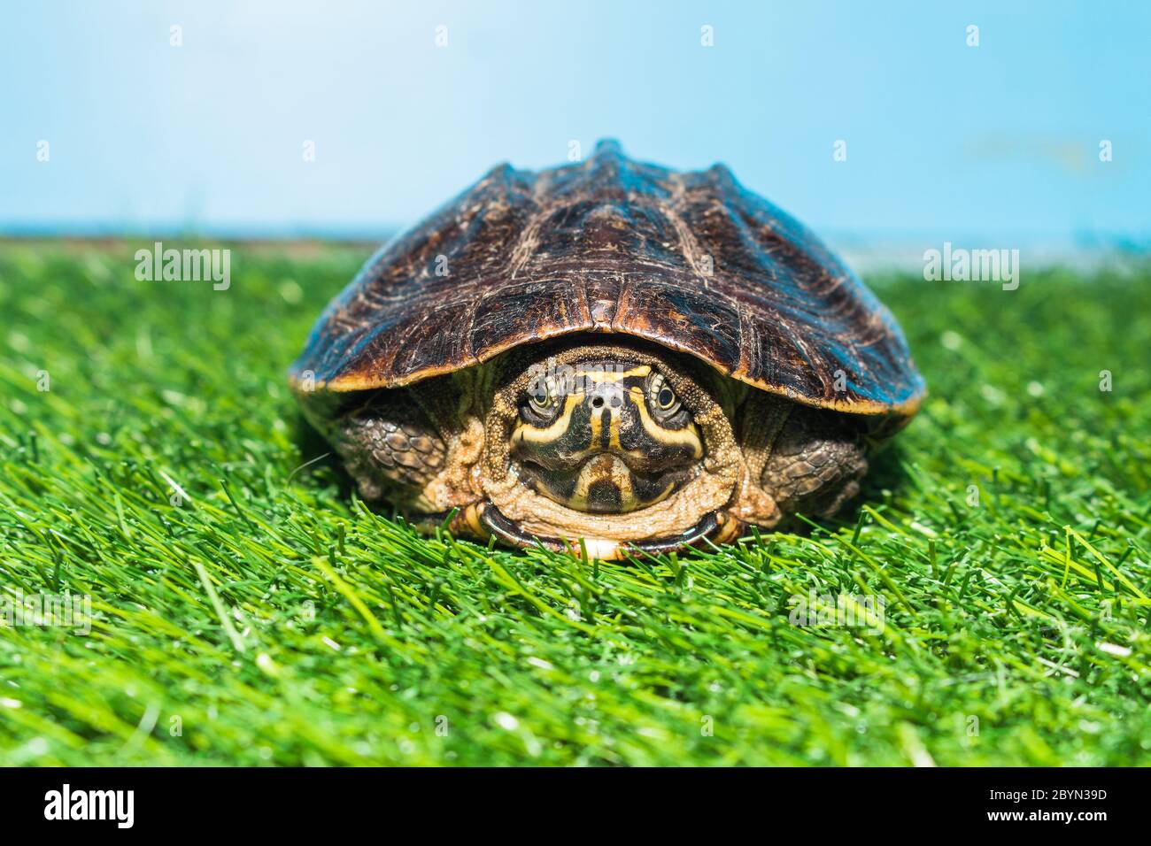 turtle on green grass texture background eco concept, asia, thailand ...