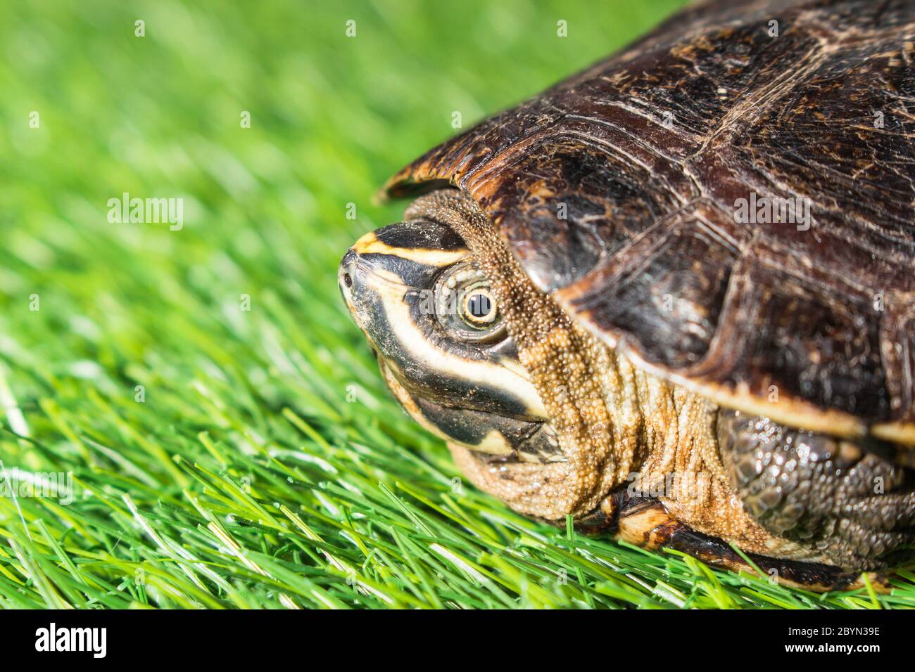turtle on green grass texture background eco concept, asia, thailand ...