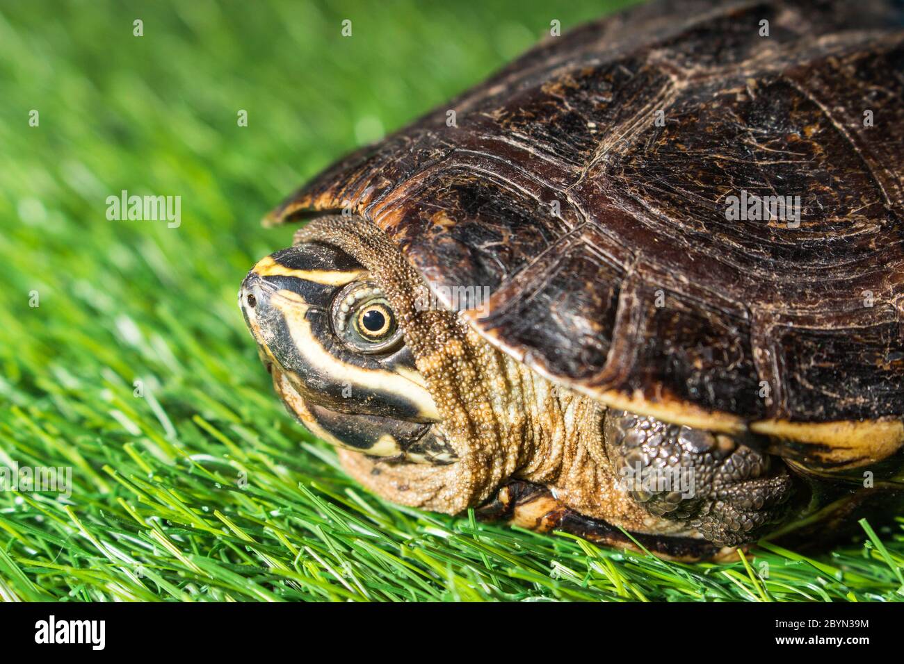 turtle on green grass texture background eco concept, asia, thailand ...