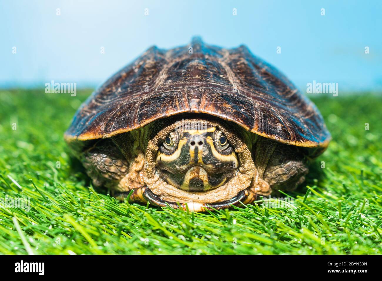 turtle on green grass texture background eco concept, asia, thailand ...
