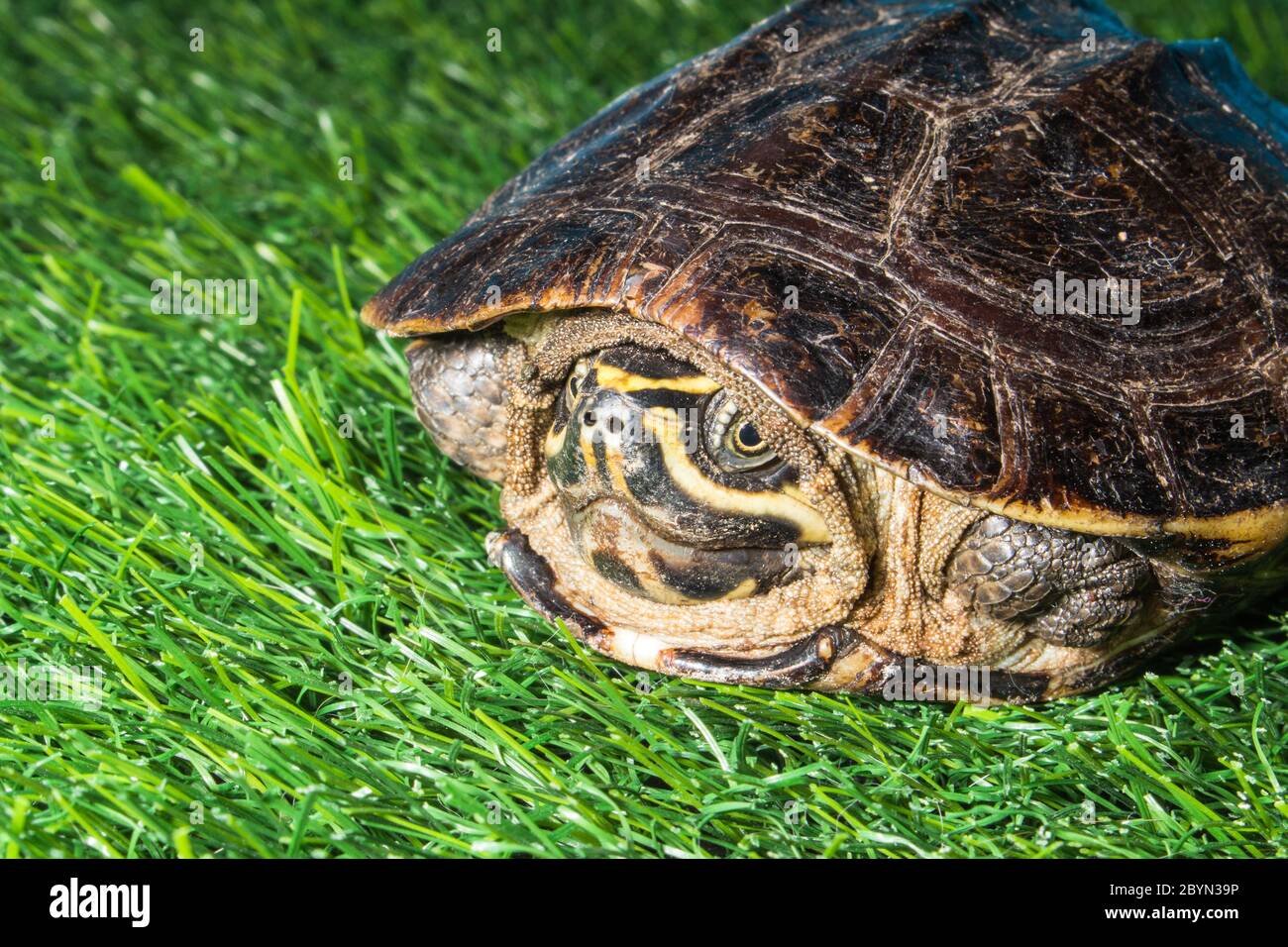 turtle on green grass texture background eco concept, asia, thailand ...