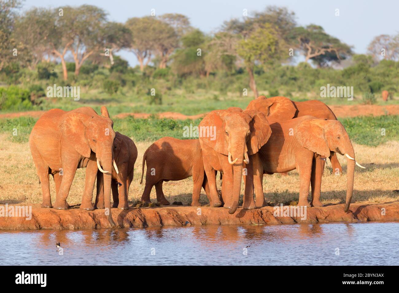 The family of red elephants at a water hole in the middle of the ...