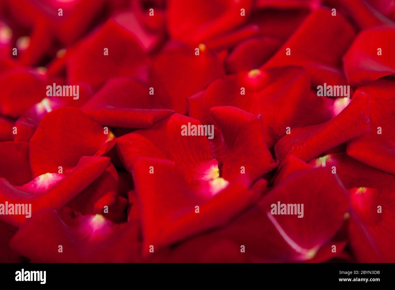 Background of red rose petals Stock Photo - Alamy