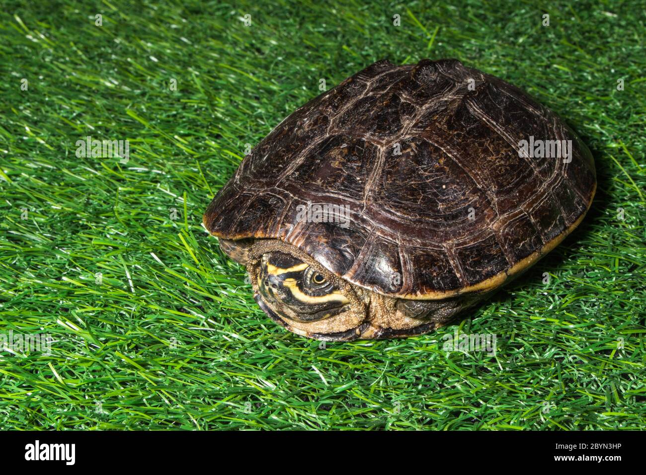 turtle on green grass texture background eco concept, asia, thailand ...