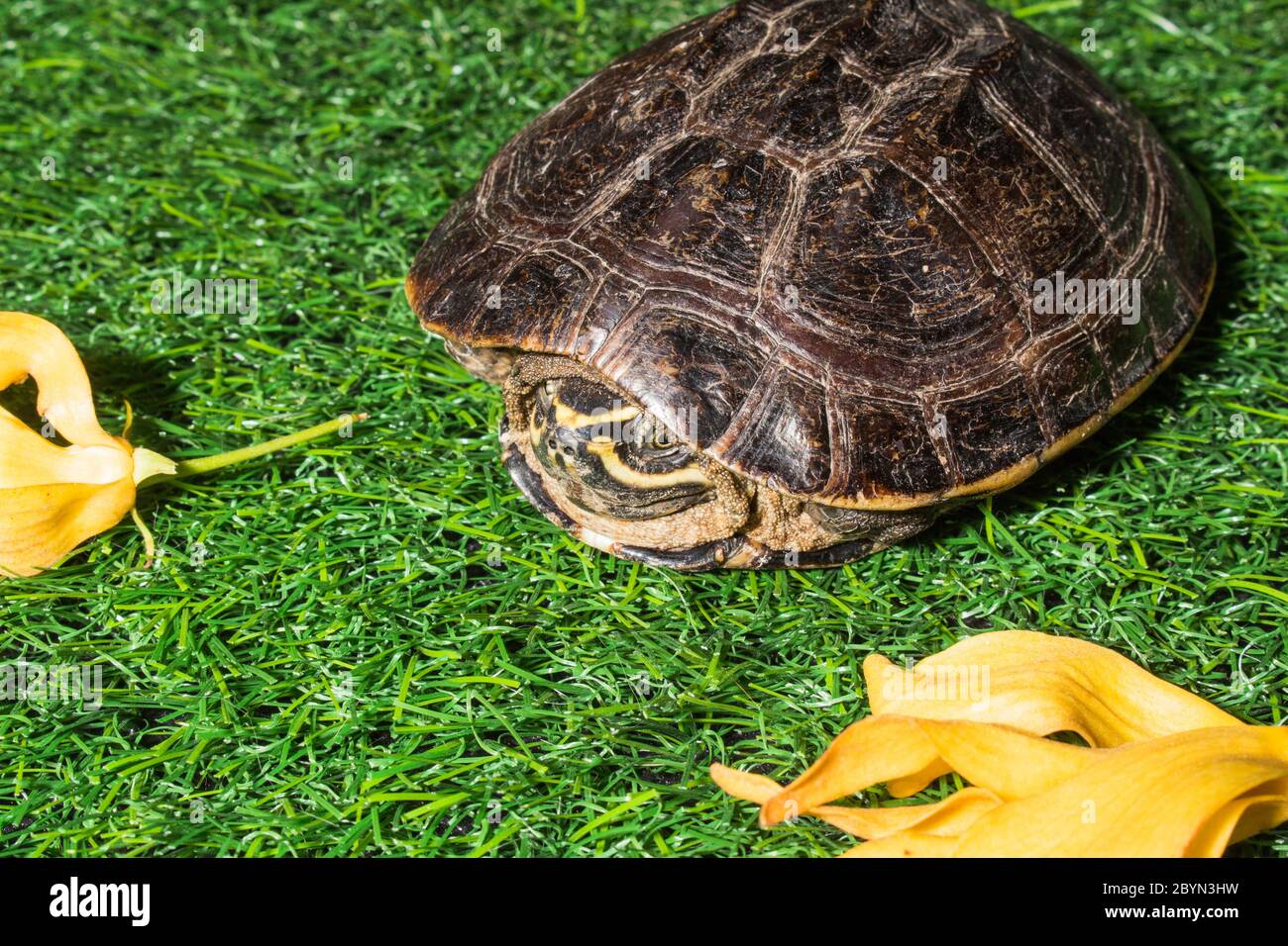 turtle on green grass texture background eco concept, asia, thailand ...