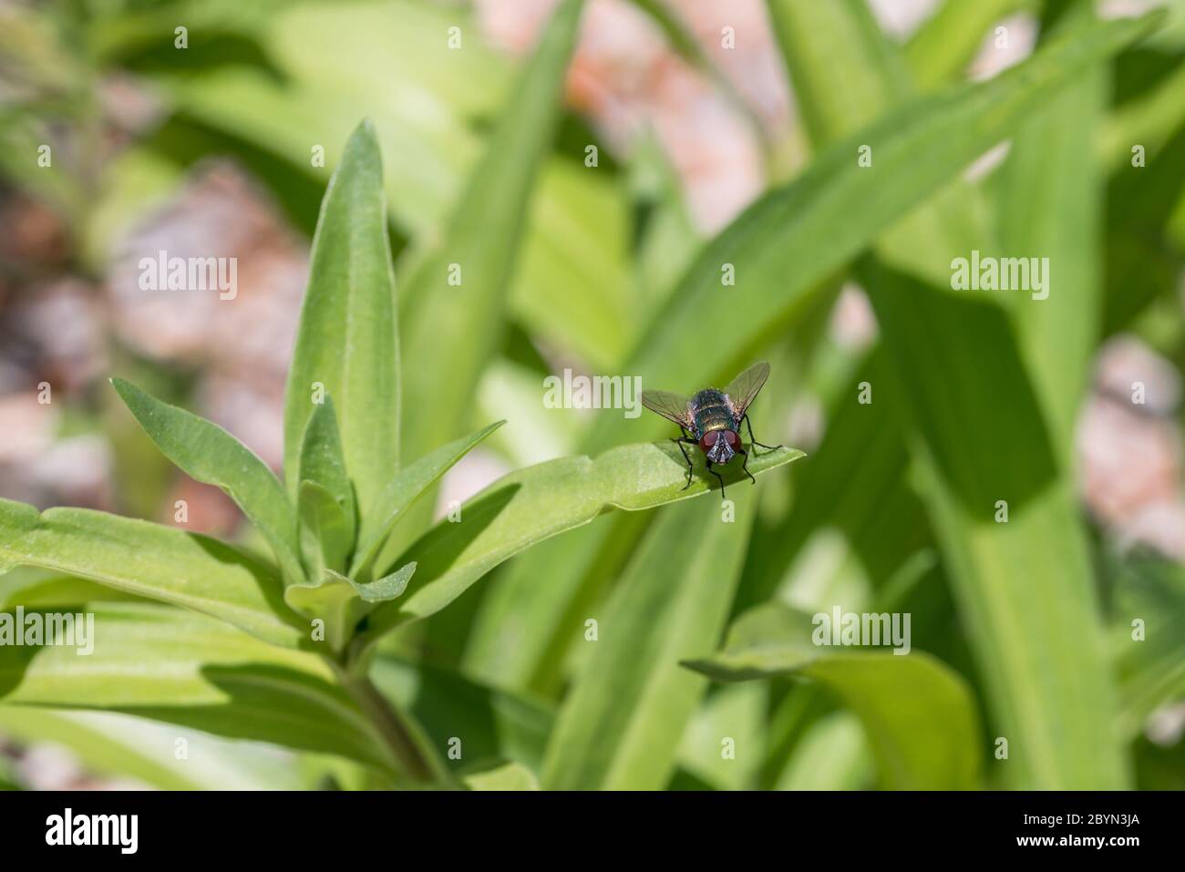 Carrion fly sitting on a leaf of a plant and basking in the sun ...