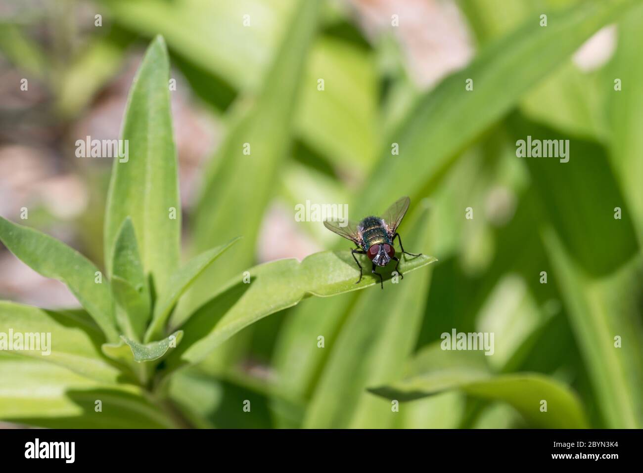 Fresh carrion hi-res stock photography and images - Alamy